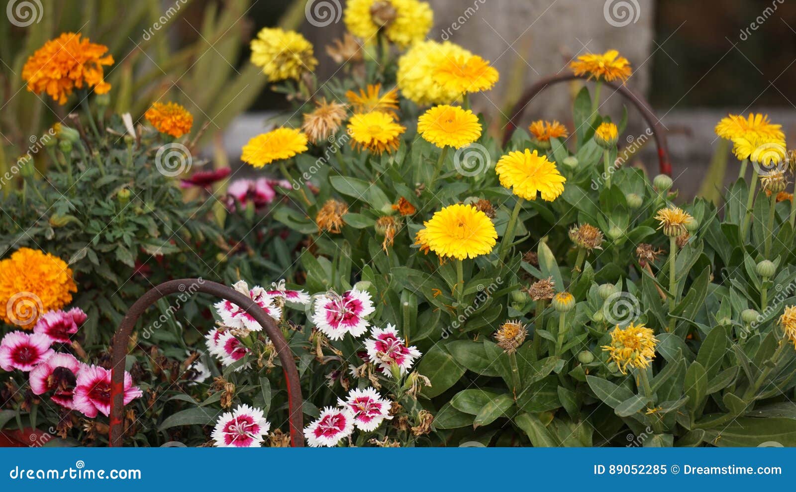 Flower Shot stock image. Image of green, show, shine - 89052285