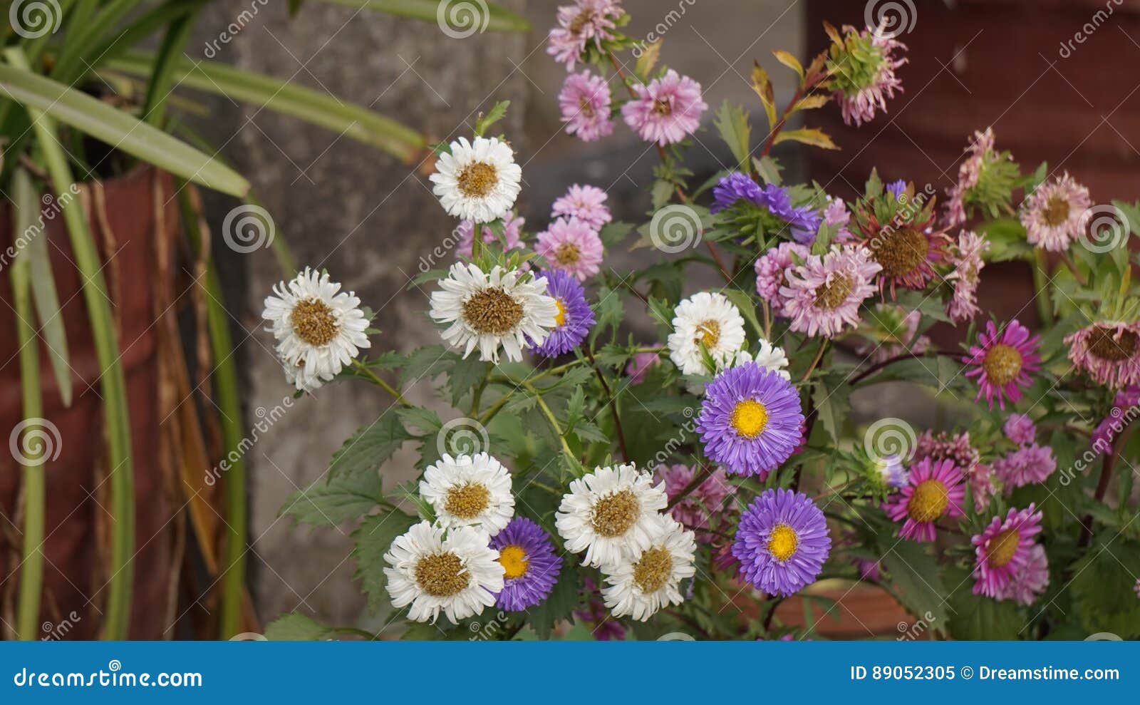 Flower Shot stock image. Image of floewer, shows, shot - 89052305