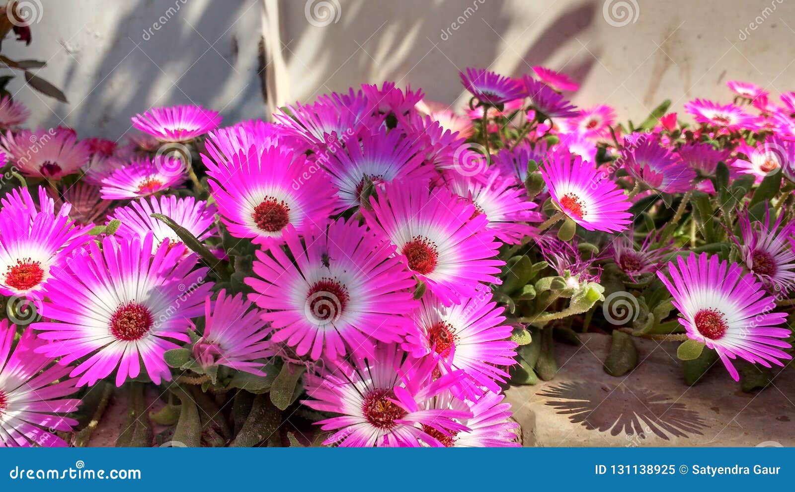 Showpice Plants Stock Photos - Free & Royalty-Free Stock Photos from ...