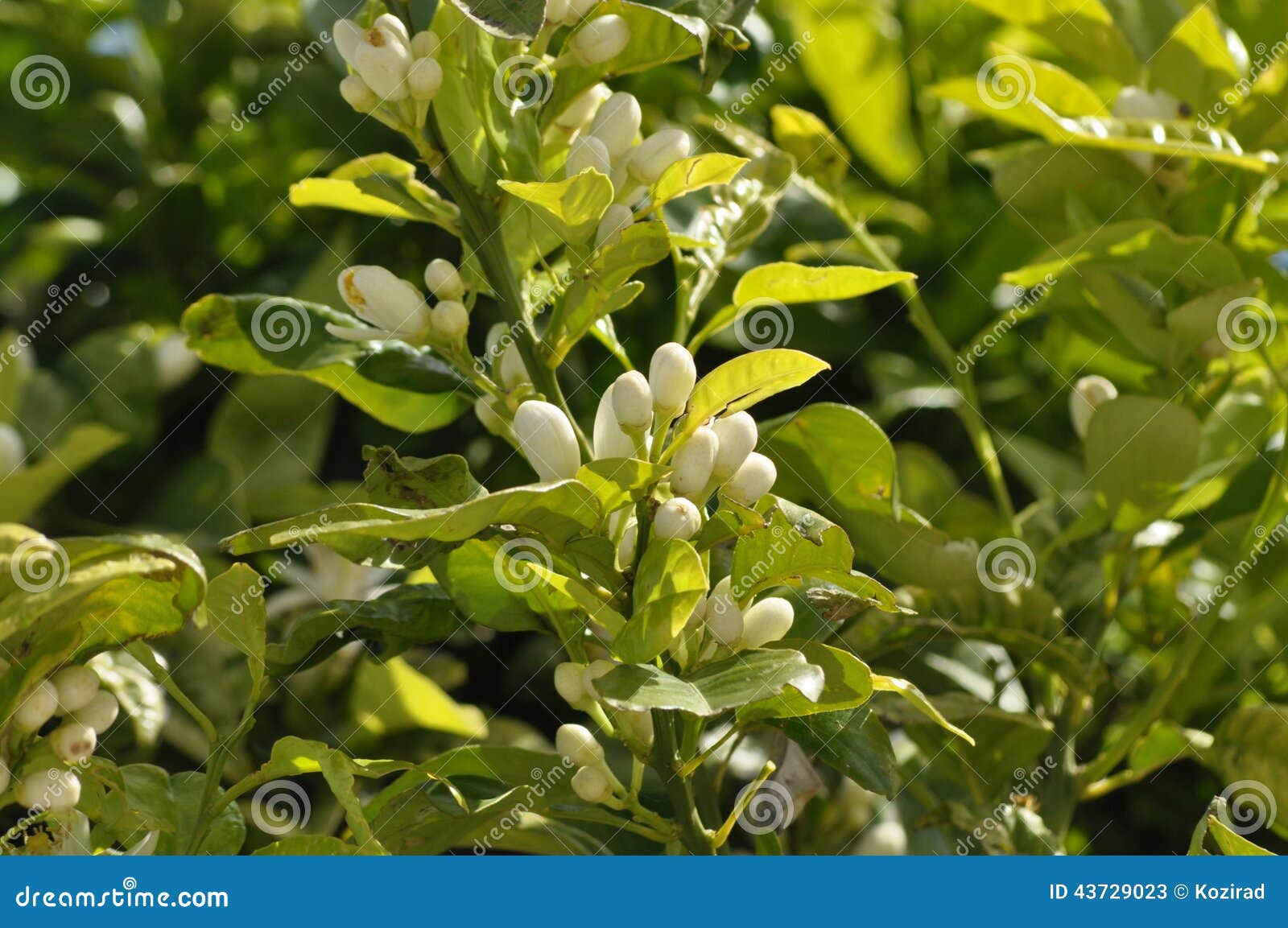 Flower Shrub Orange in Spain. Stock Image - Image of flowering, foliage ...