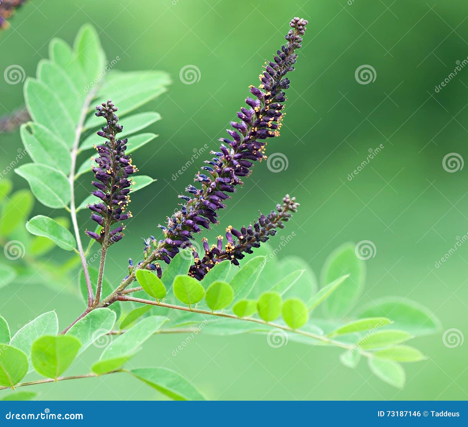 Amorpha Fruticosa Flower Stock Image | CartoonDealer.com #72987409