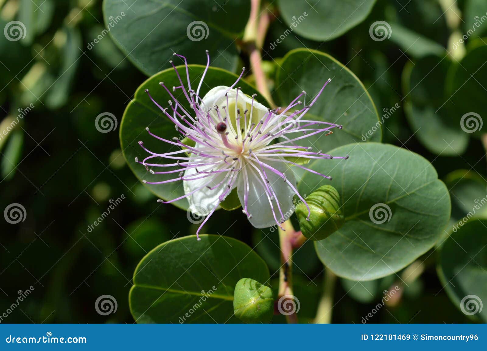 Flower of Sicily, Close-up of a Beautiful Caper Flower, Nature, Macro ...
