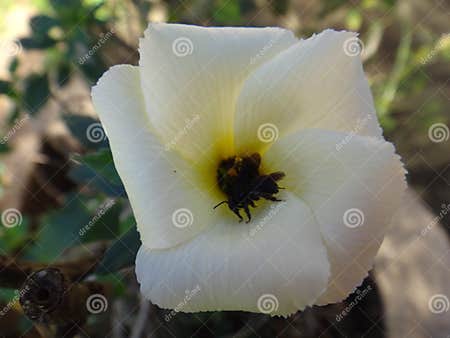 Flower of Sida sp. stock photo. Image of bloom, detail - 95618276