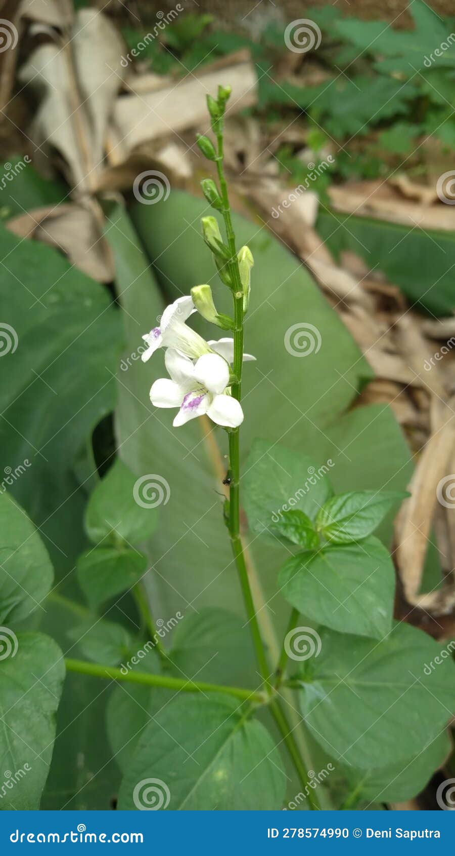 This is the Flower of the Sidaguri Grass Plant Stock Photo - Image of ...