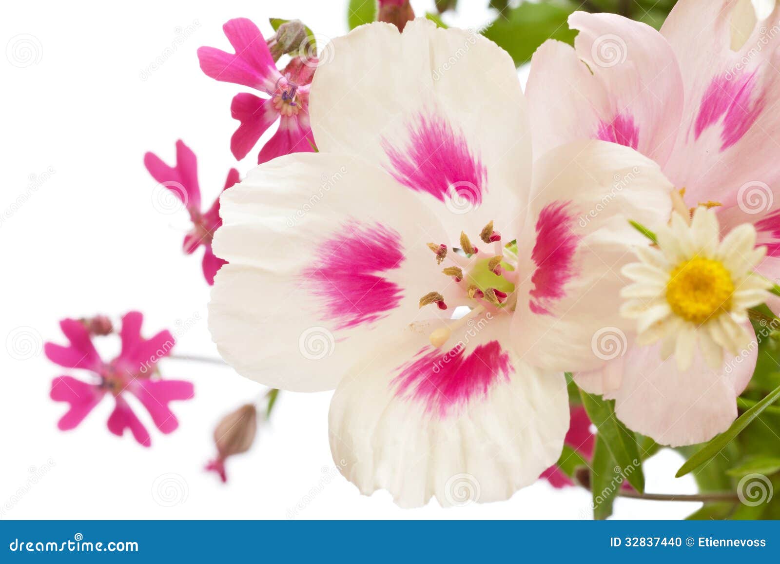 Flower Side Border Stock Photo - Image: 32837440