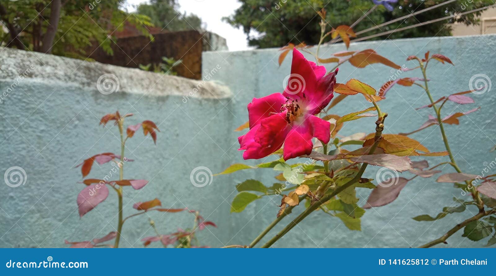 Flower Side view stock photo. Image of garden, flower - 141625812