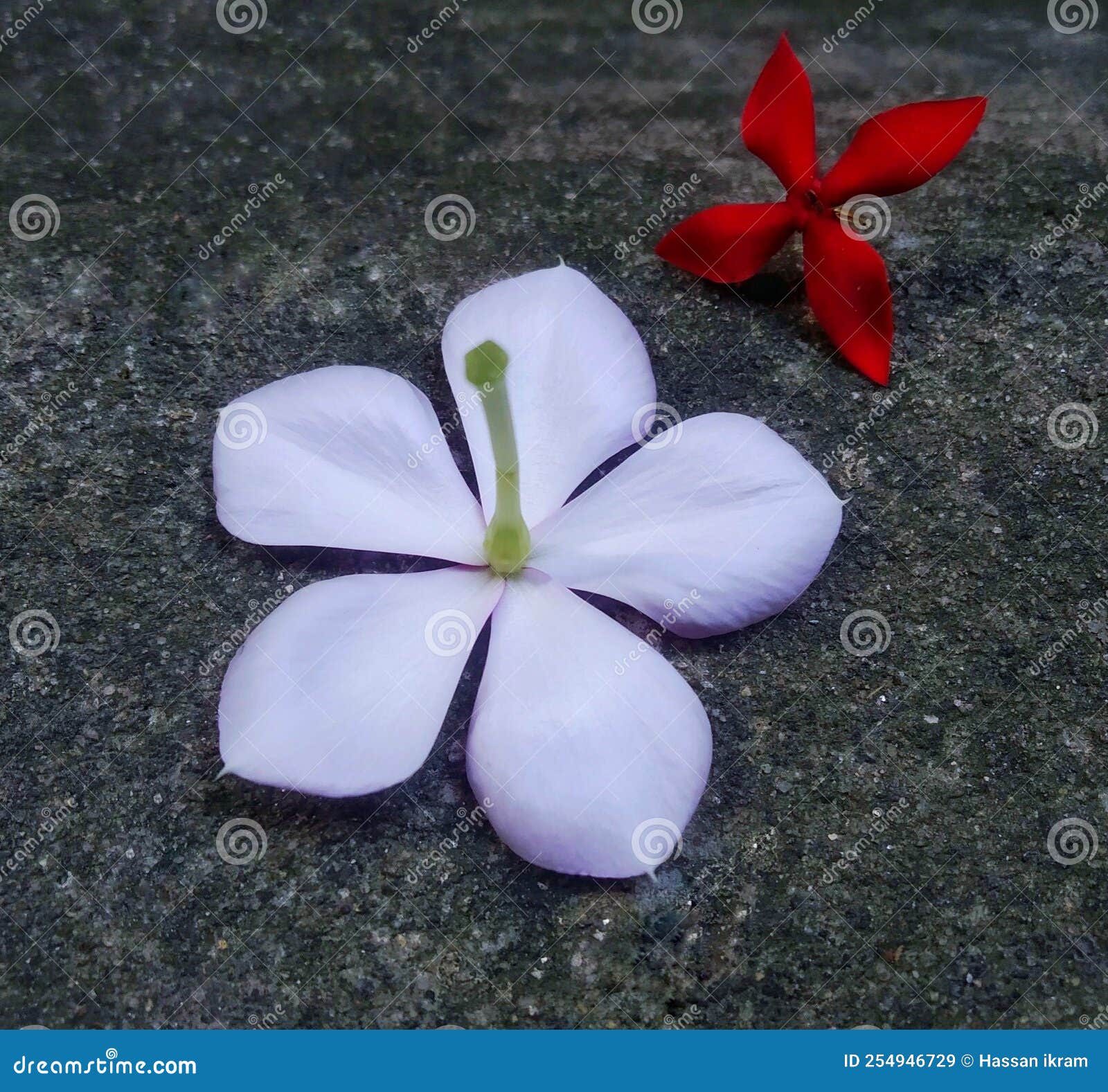 Flower Signal Challenge Stock Photos - Free & Royalty-Free Stock Photos ...