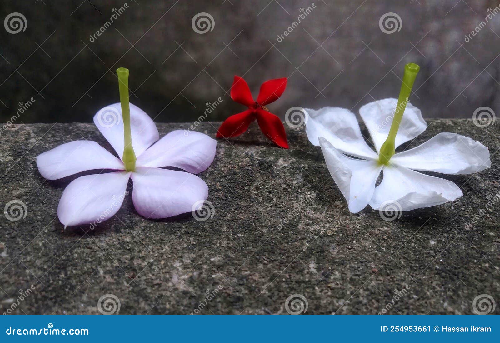 Flower signal challenge stock image. Image of natural - 254953661