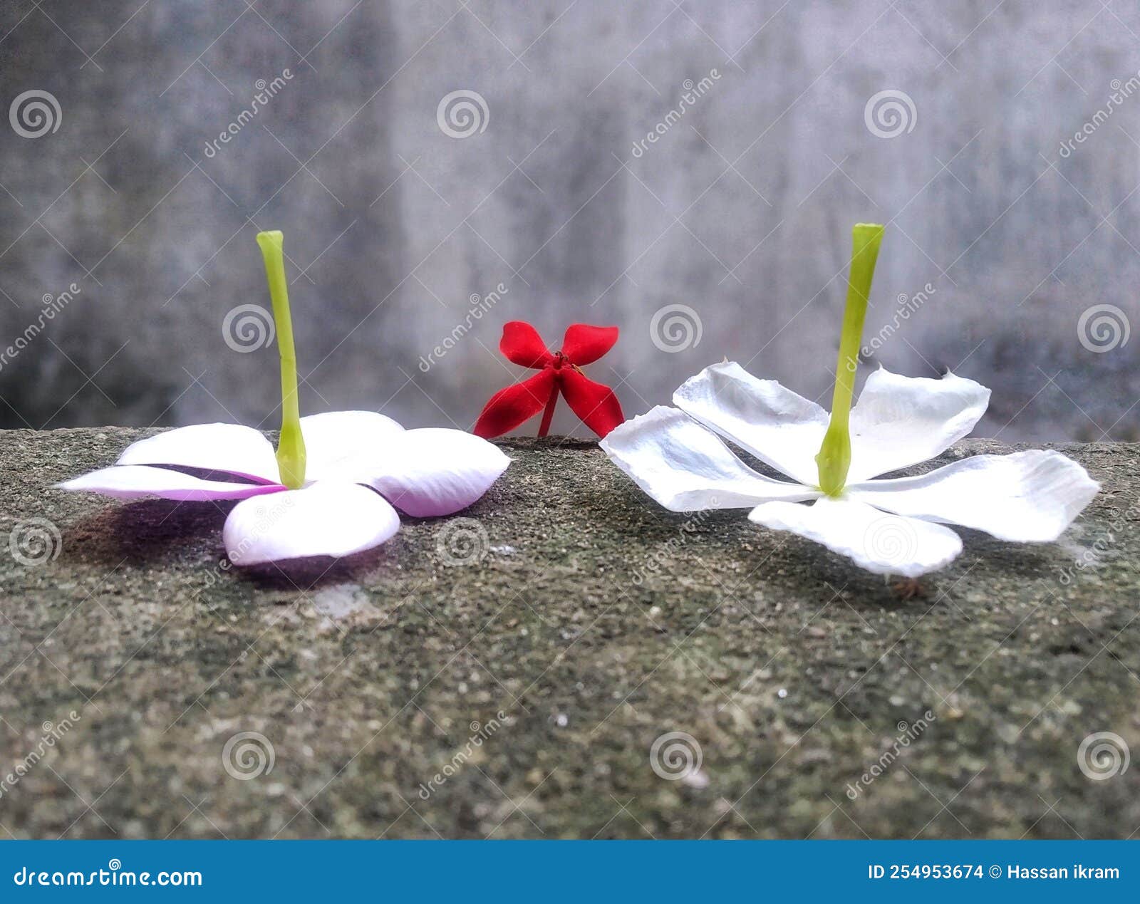 Flower signal challenge stock photo. Image of grass - 254953674