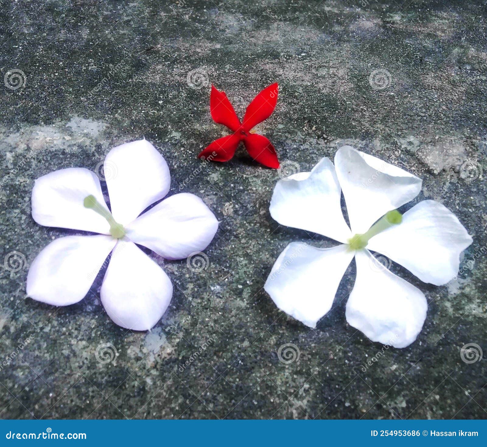 Flower signal challenge stock photo. Image of tree, circle - 254953686