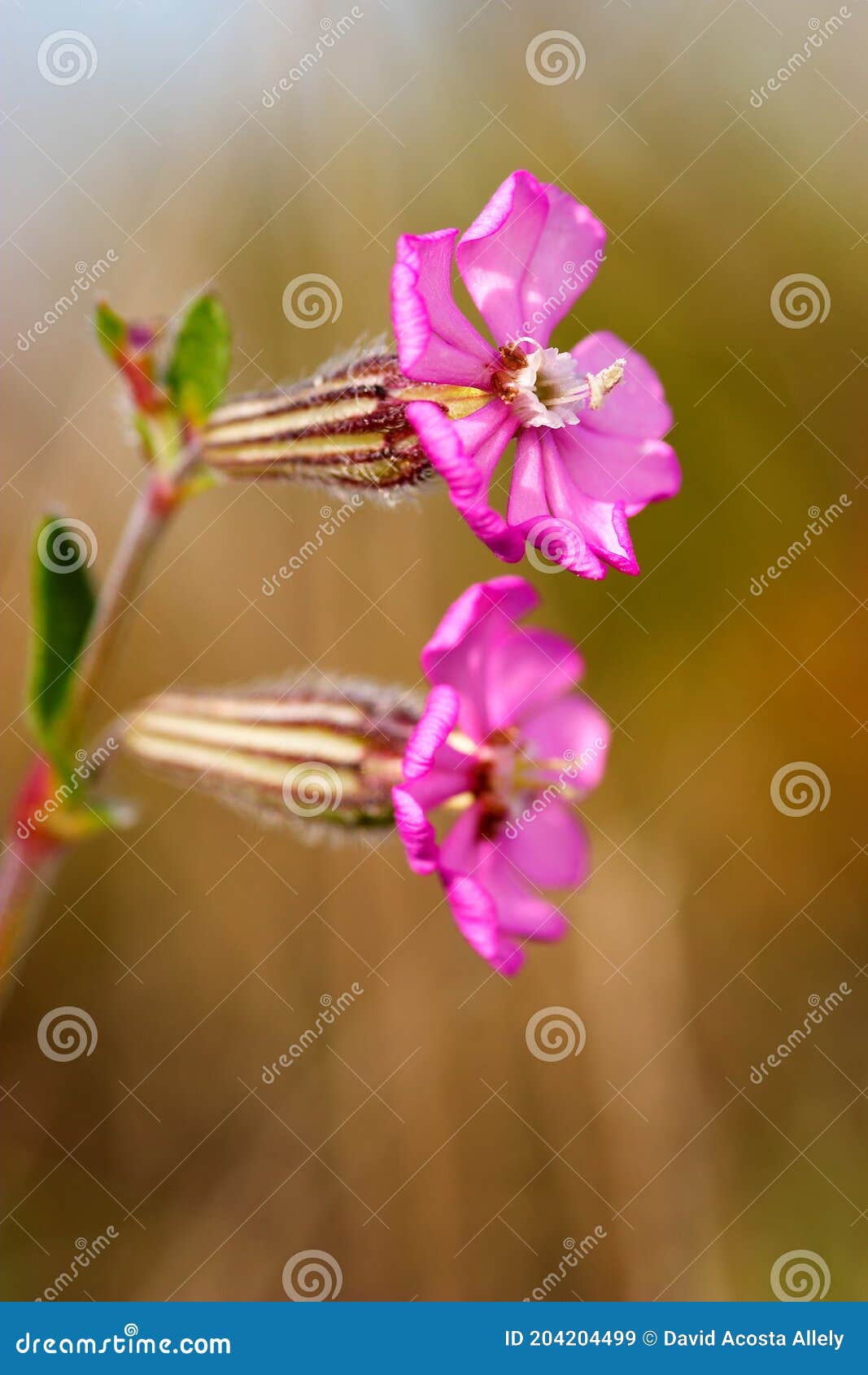 Flower Silene colorata stock image. Image of flower - 204204499