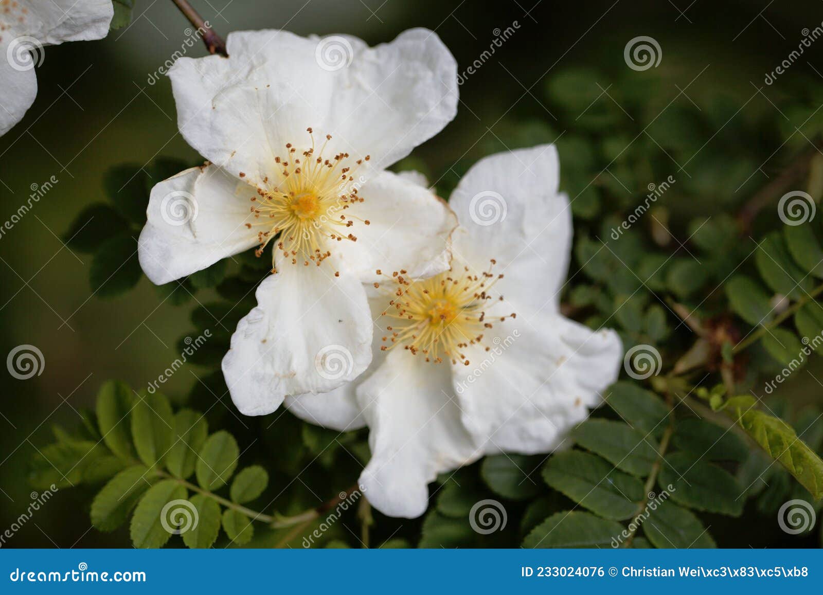 Flower of a Silky Rose, Rosa Sericea Stock Photo - Image of blooming ...