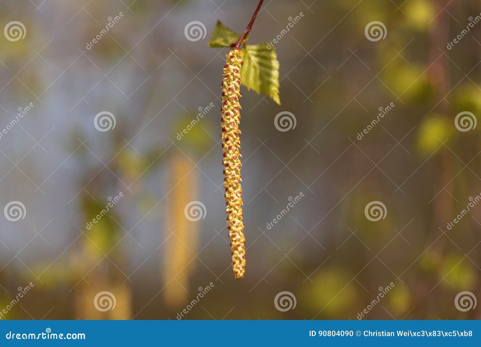 Flower of a Silver Birch Tree Stock Photo - Image of birch, green: 90804090