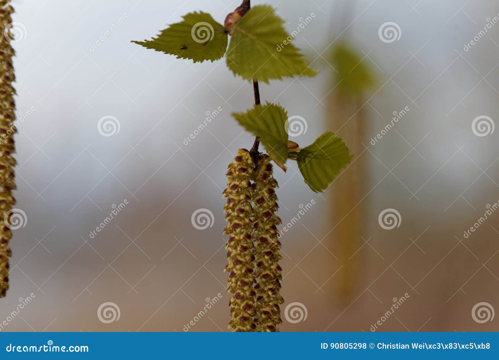 Flower of a Silver Birch Tree Stock Photo - Image of golden, branch ...