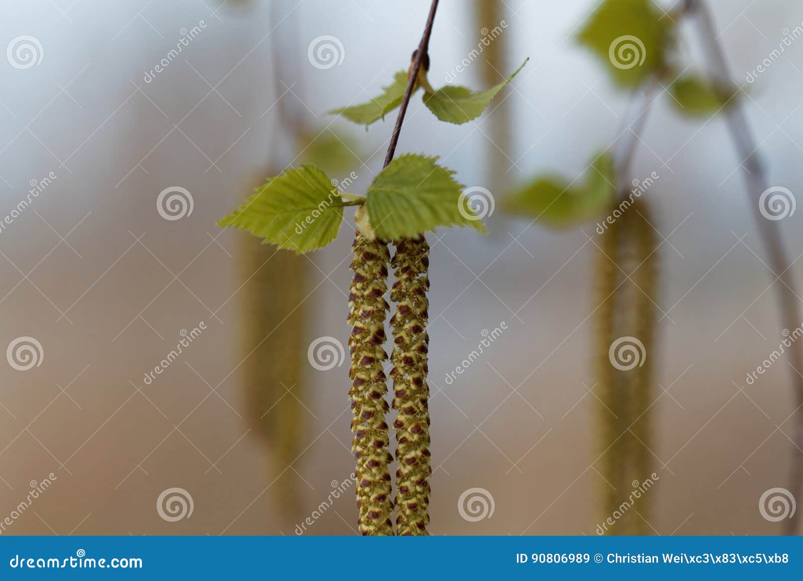 Flower of a Silver Birch Tree Stock Image - Image of blossoming, floral ...
