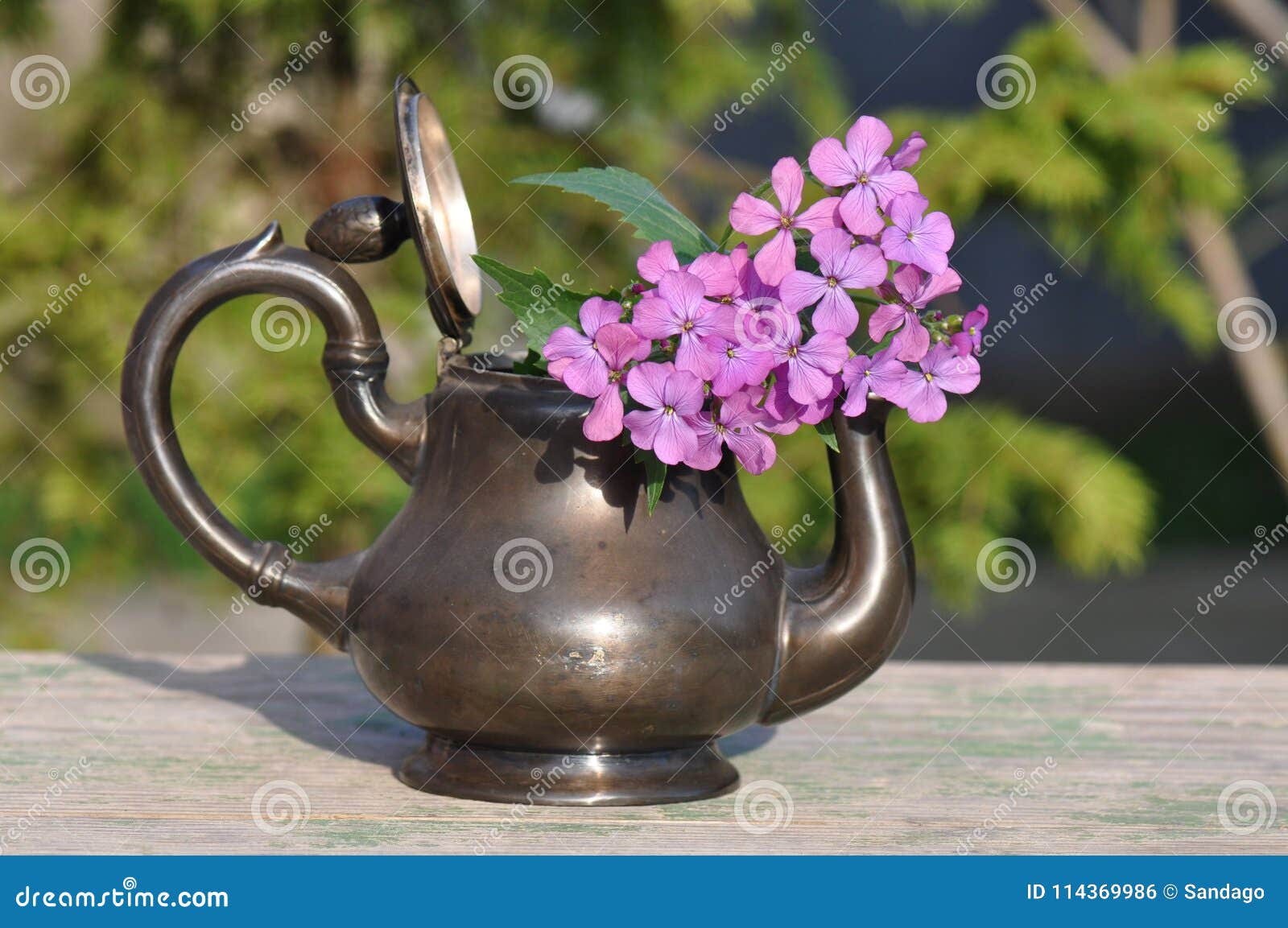 Flower in silver kettle stock photo. Image of purple - 114369986
