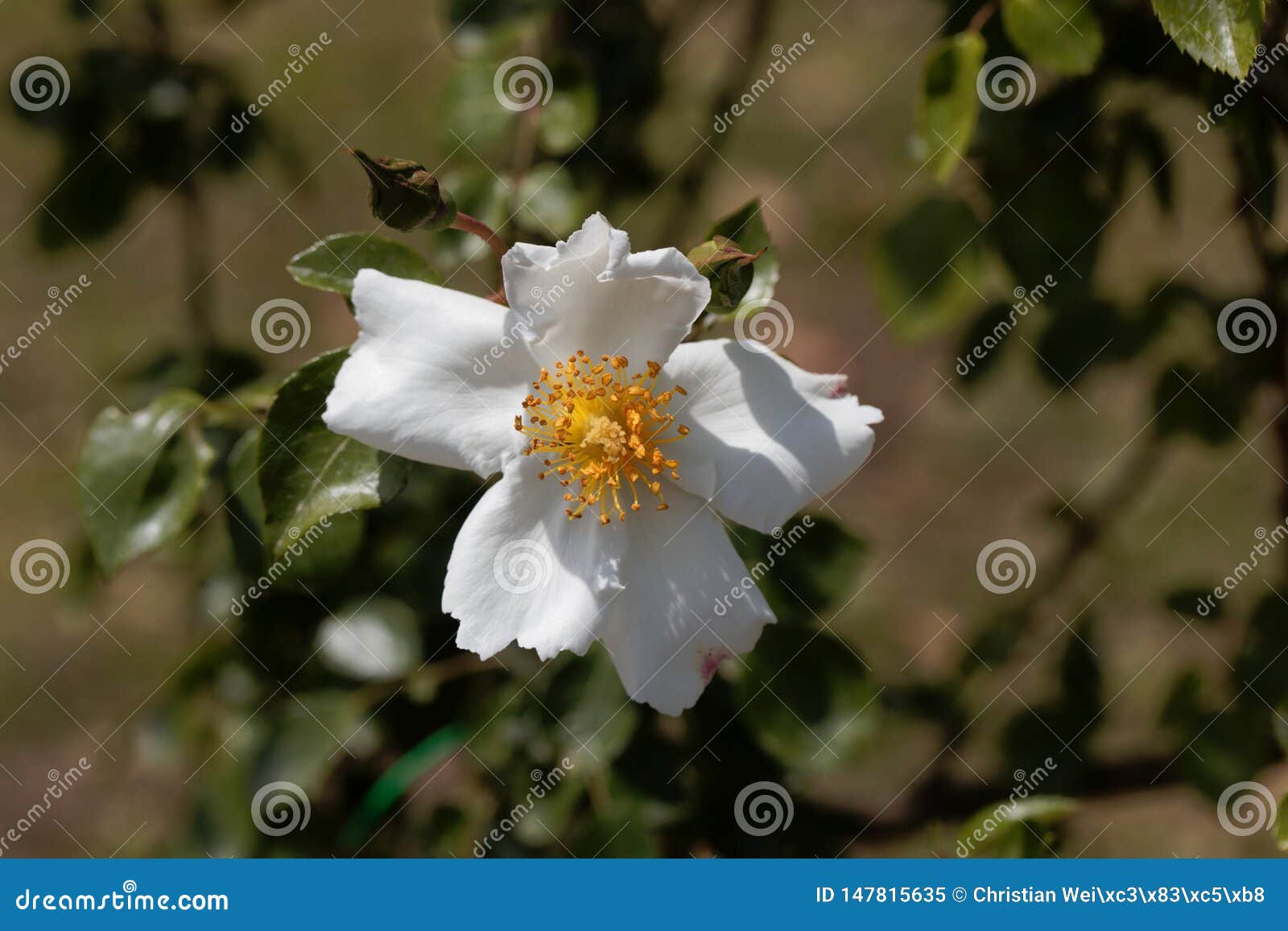 Flower of a Silver Moon Rose Stock Image - Image of gardening, green ...