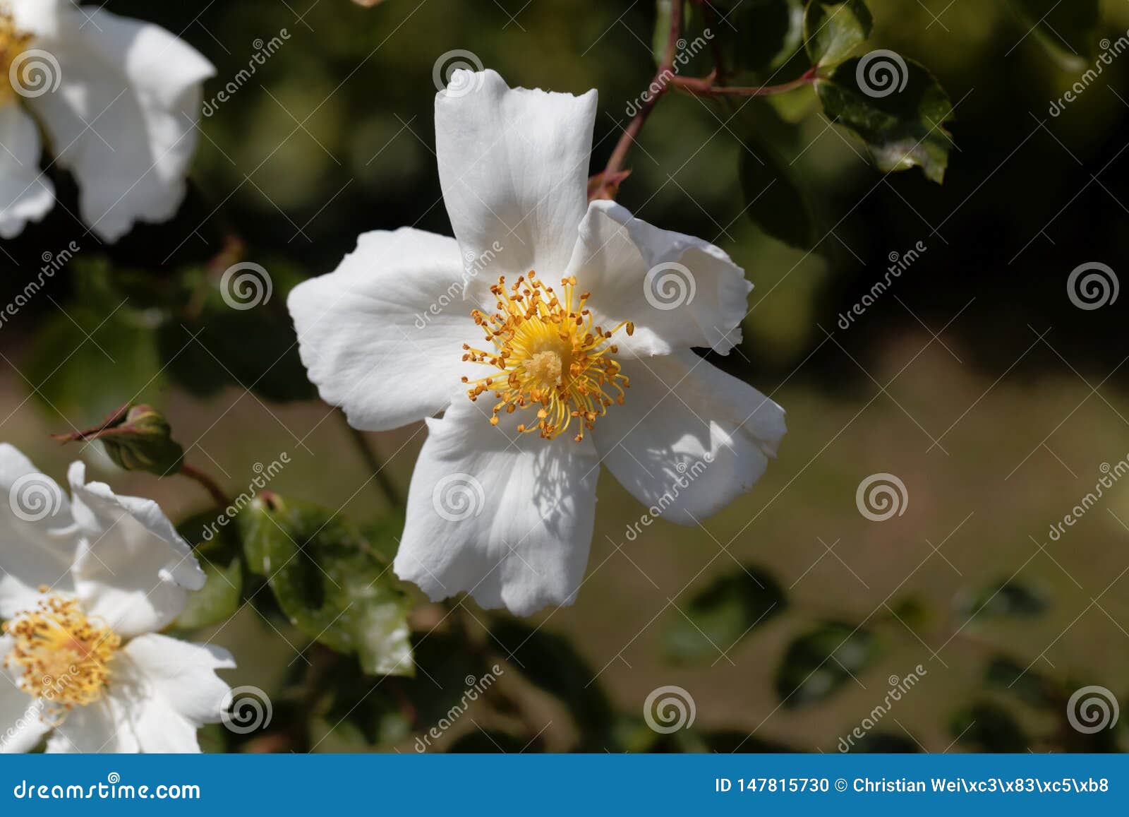 Flower of a Silver Moon Rose Stock Photo - Image of fresh, perfection ...