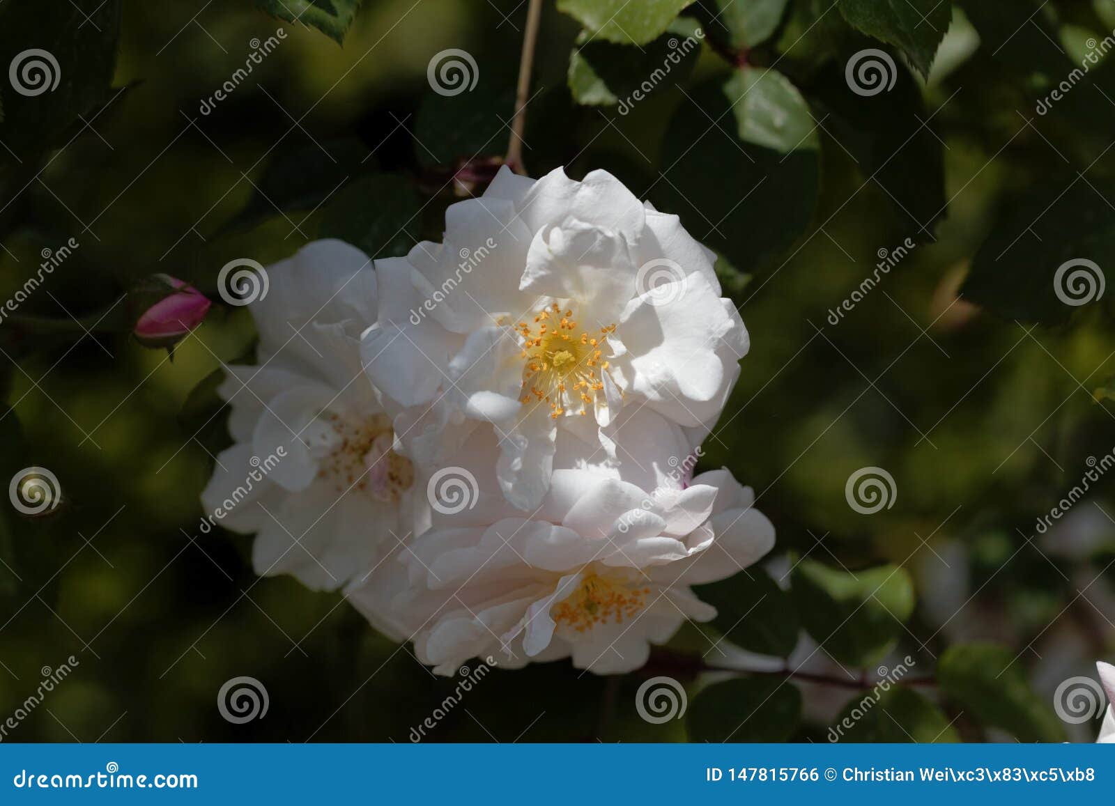 Flower of a Silver Moon Rose Stock Photo - Image of natural, nature ...