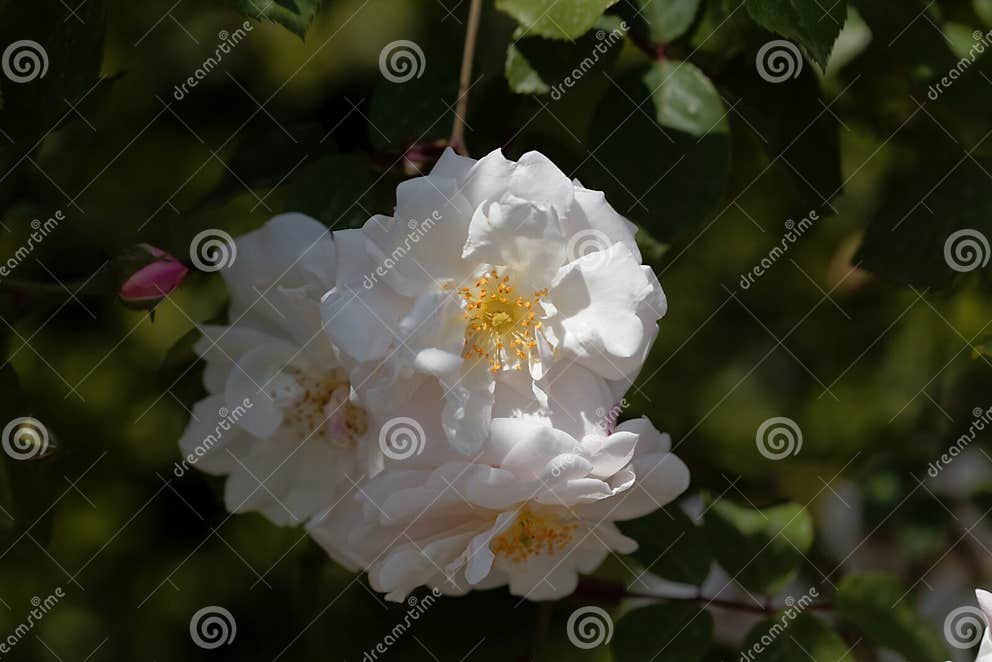 Flower of a Silver Moon Rose Stock Photo - Image of natural, nature ...