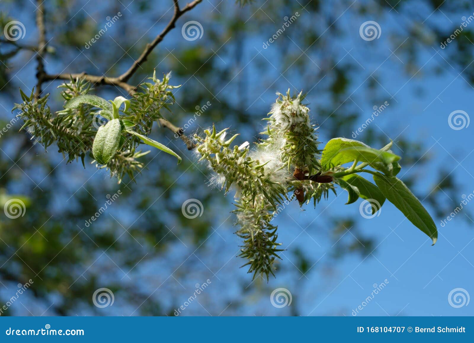 Flower of a Silver Willow Tree Stock Image - Image of plant, alba ...