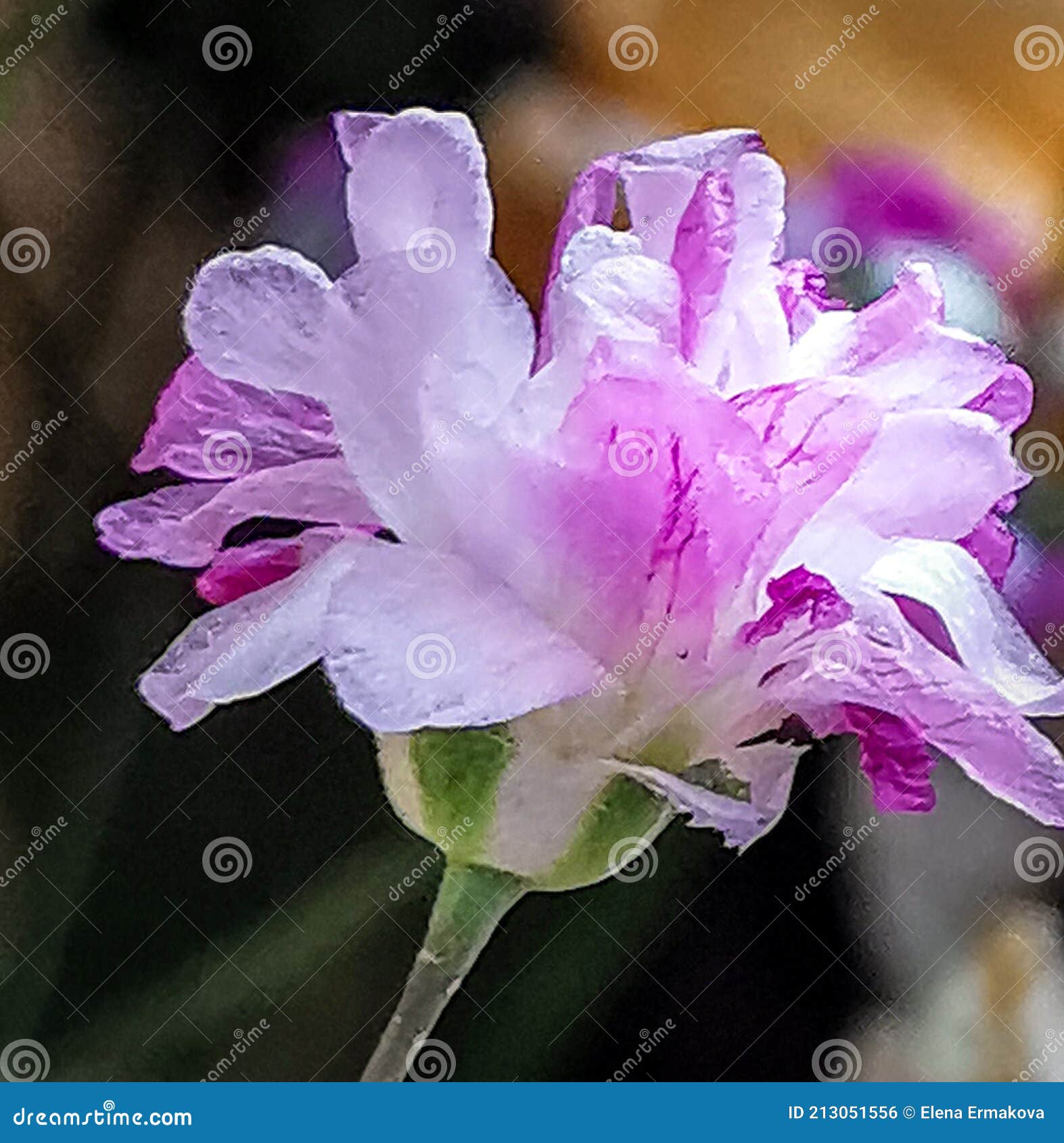 Flower Single Close Up Beautiful Nature Collection Stock Photo - Image ...