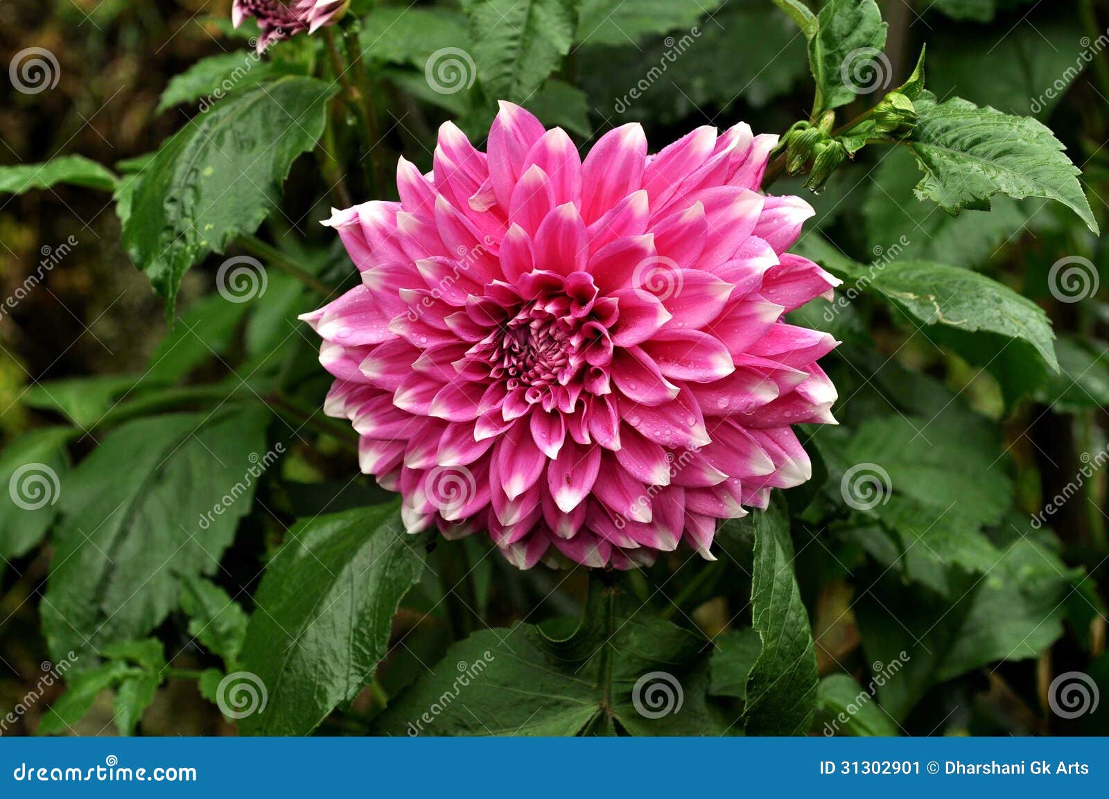 Flower stock image. Image of leafs, ecology, leaf, daisy - 31302901