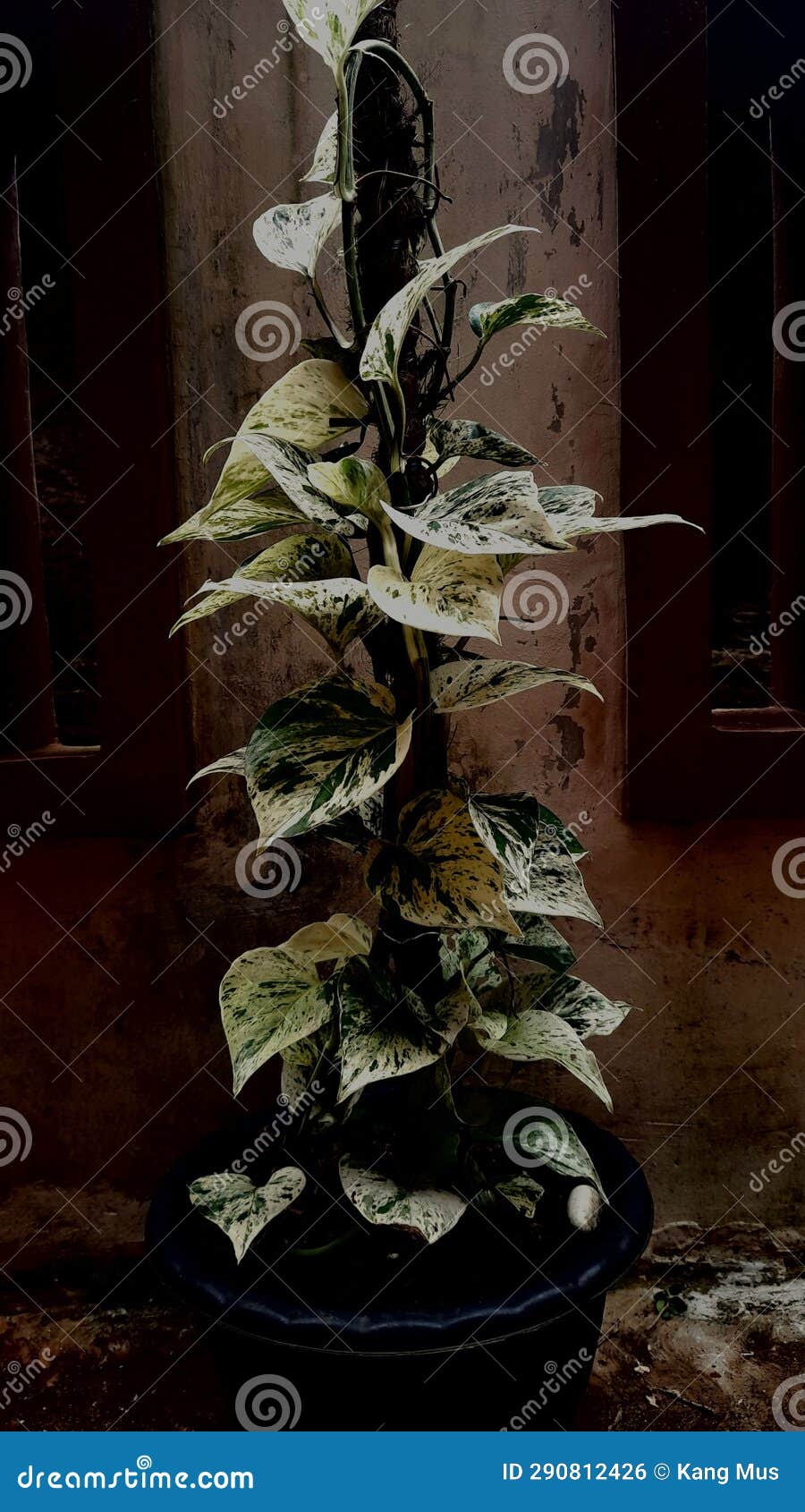 Flower sirih gading stock photo. Image of flower, tropic - 290812426