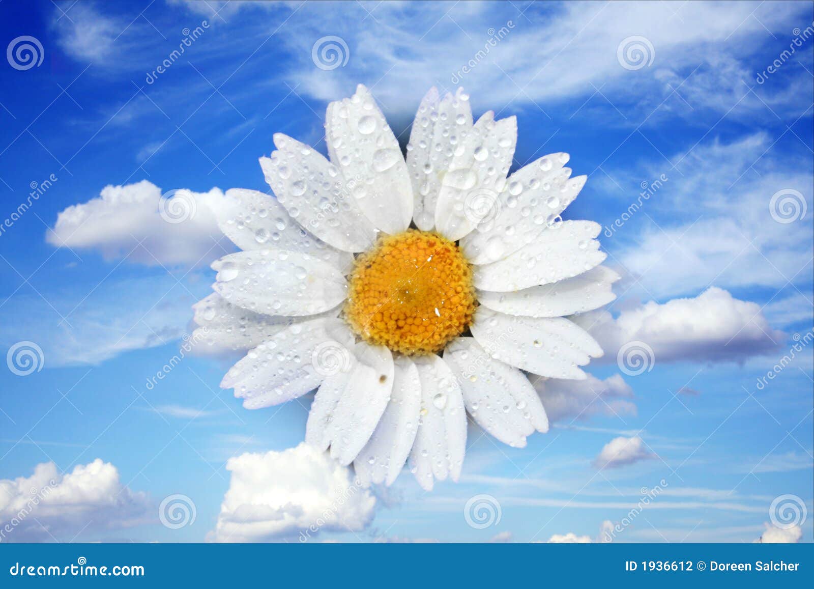 Flower in the sky stock photo. Image of gerber, cute, clouds - 1936612