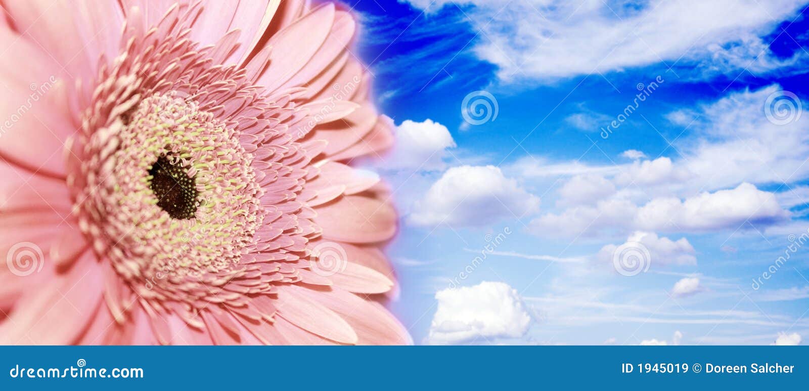 Flower in the sky stock image. Image of droplets, health - 1945019