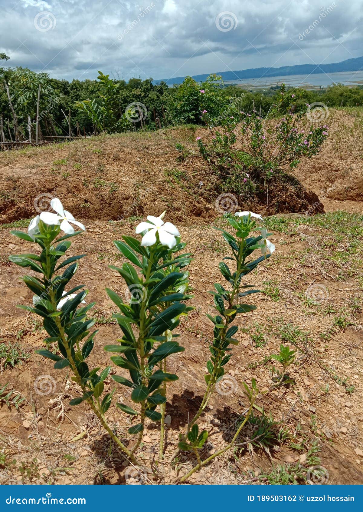 Flower and Sky are so Nice and Good Hell Stock Photo - Image of good ...