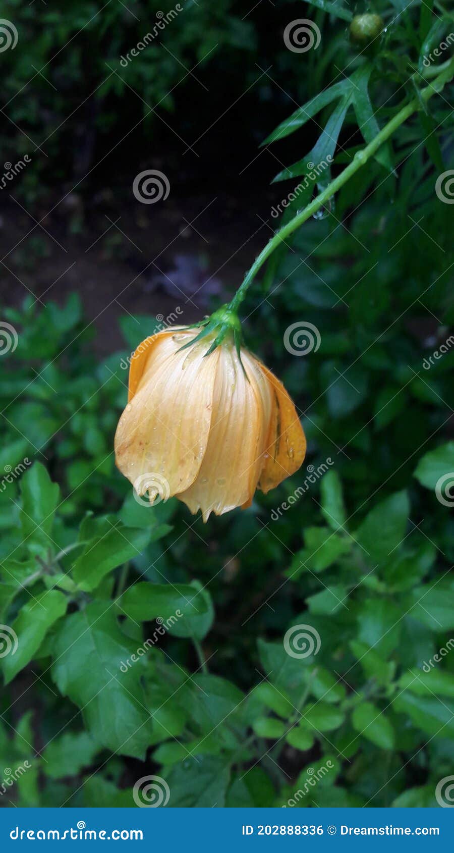 Flower after a Slight Shower Stock Photo - Image of blossom, flower ...