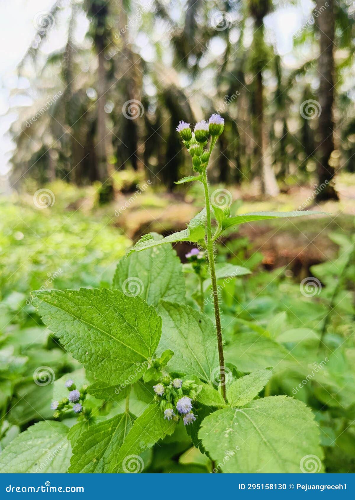 Flower Small Ones that Bloom during the Day are in Plantations Stock ...