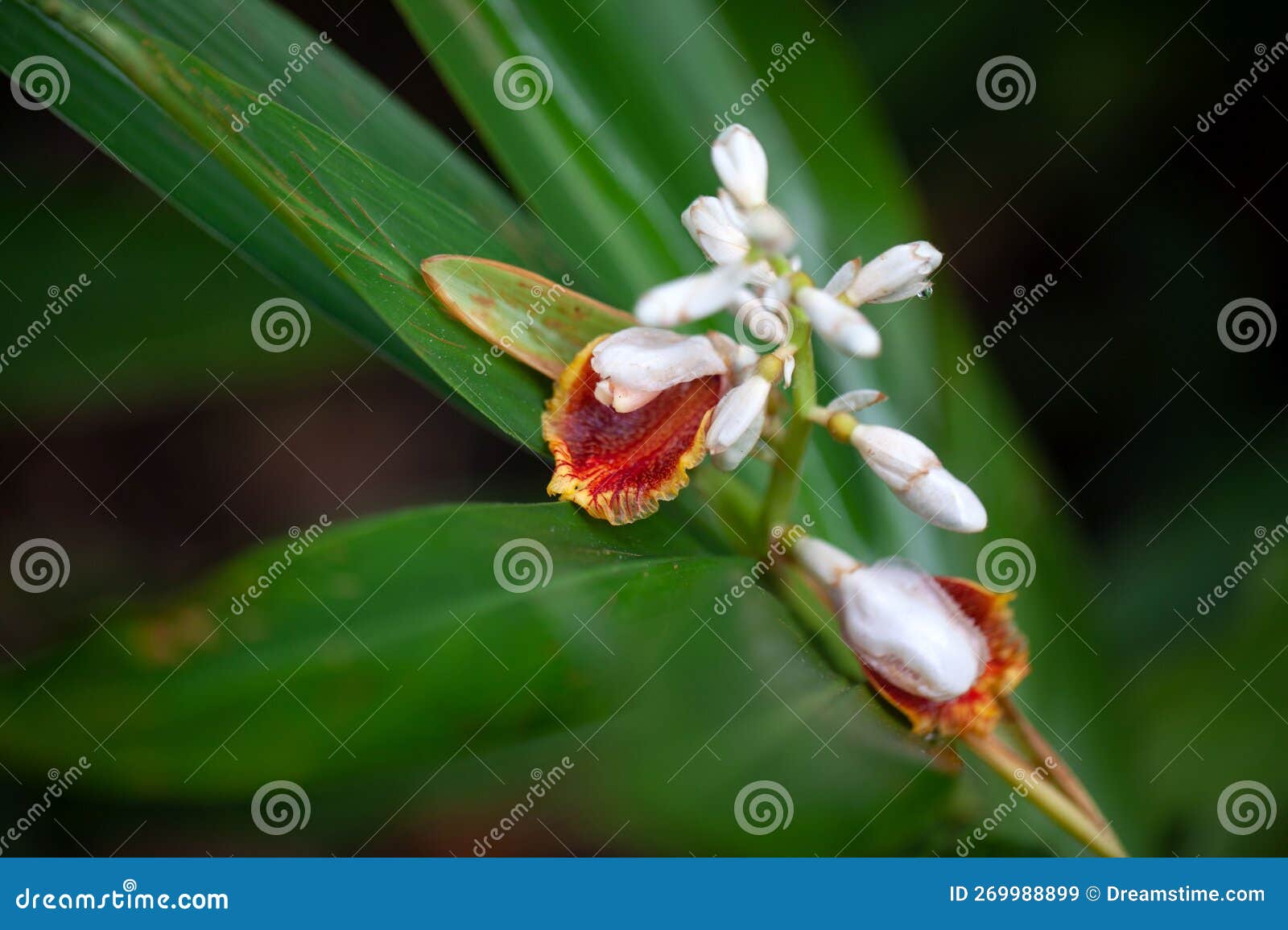 Flower of a Small Shell Ginger, Alpinia Mutica Stock Image - Image of ...