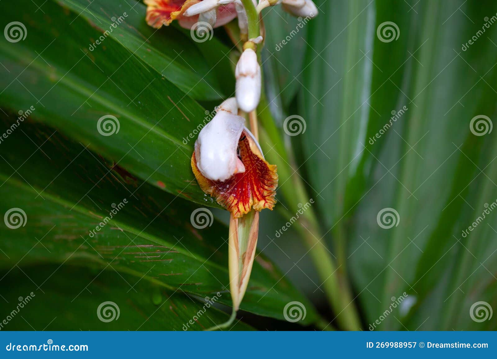 Flower of a Small Shell Ginger, Alpinia Mutica Stock Image - Image of ...