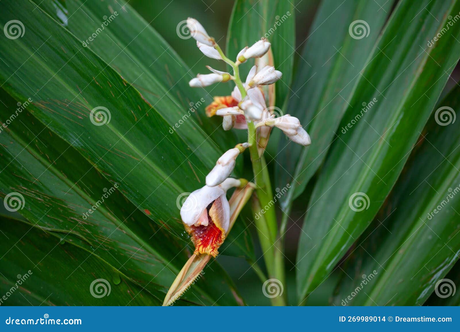 Flower of a Small Shell Ginger, Alpinia Mutica Stock Photo - Image of ...