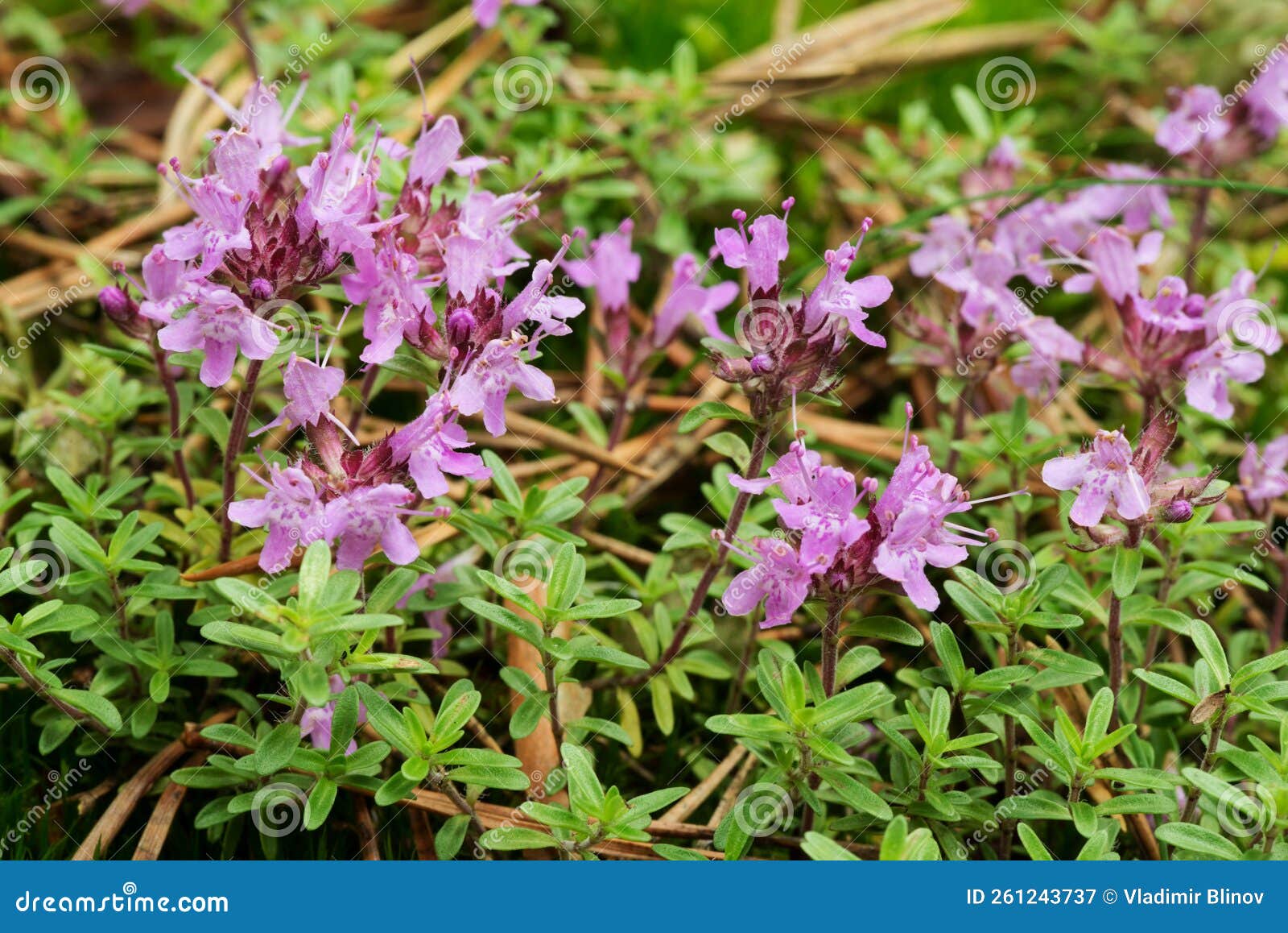 Flower of a Small Useful Plant Wild Thyme Thymus Serpyllum Stock Image ...