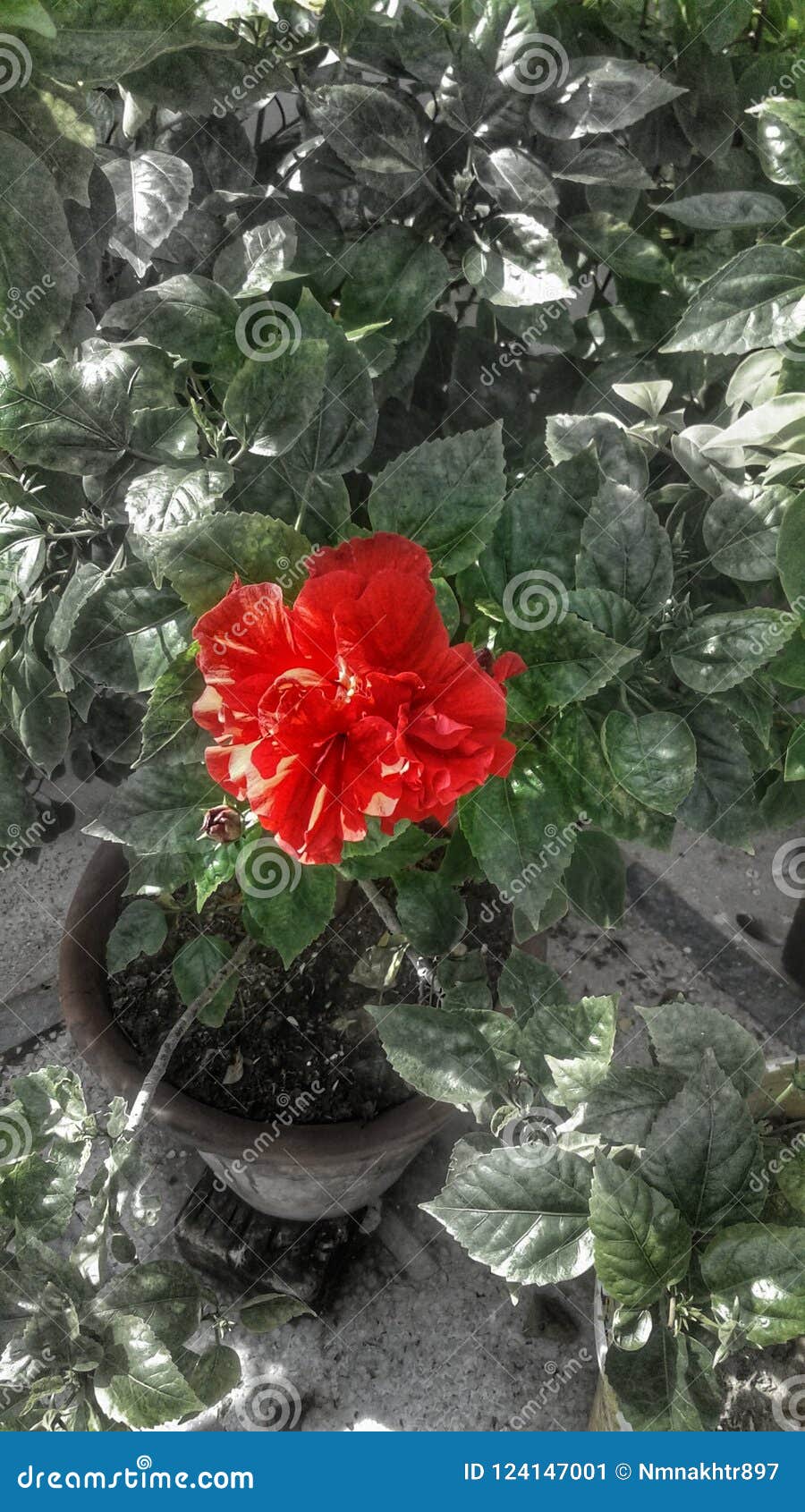 Flower stock image. Image of snap, flower, seed, edit - 124147001