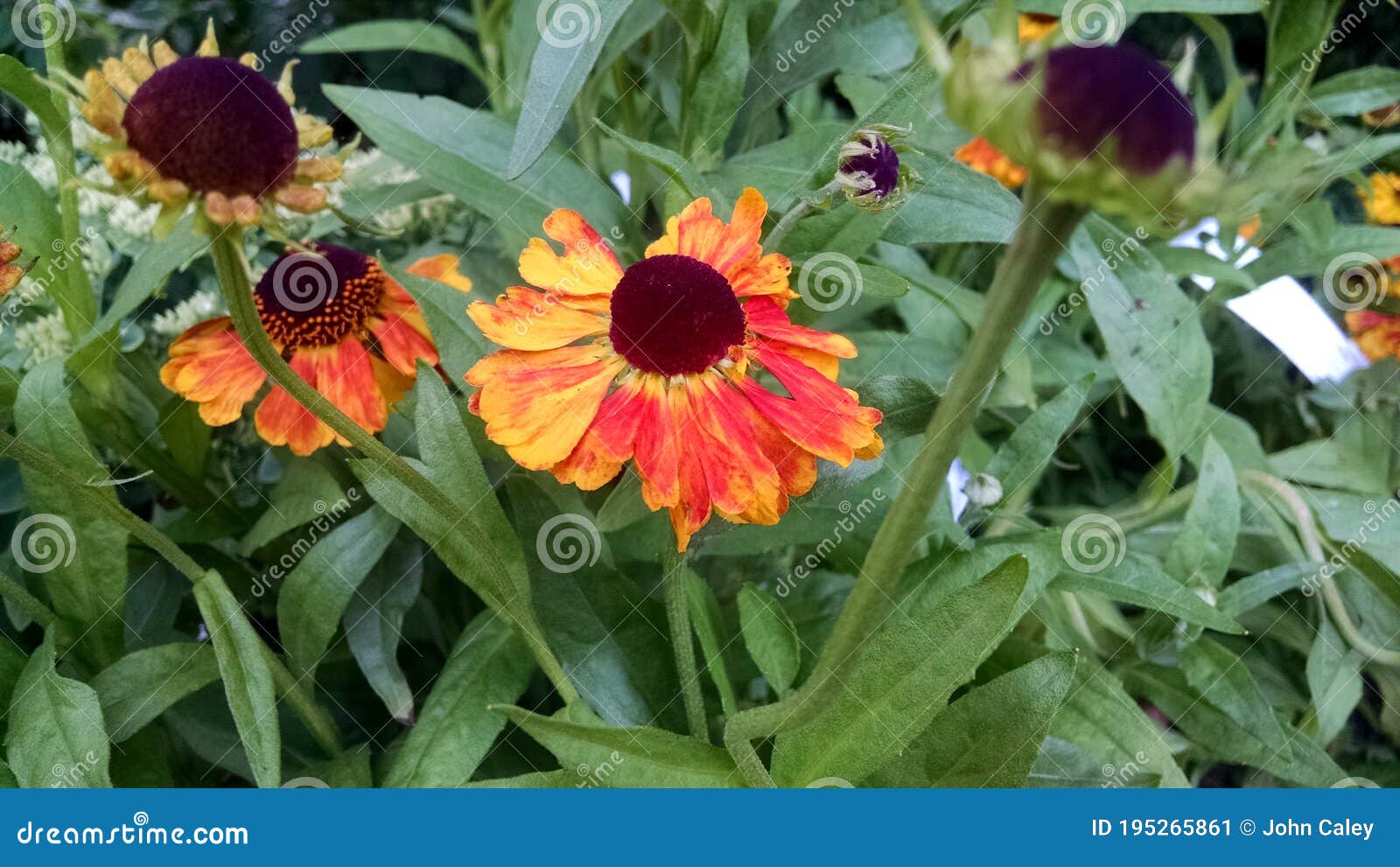 Helenium Mardi Gras stock image. Image of dwarf, daisy - 195265861