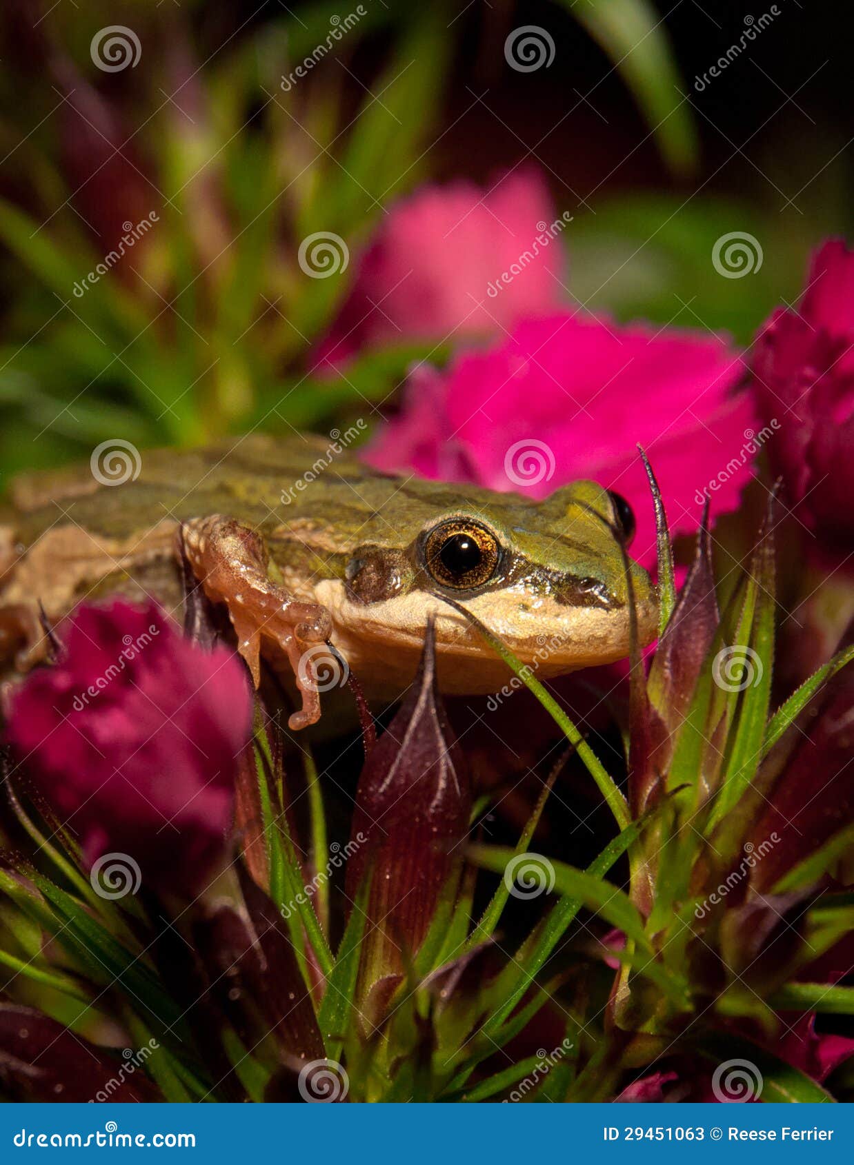 Flower Sniffing Frog stock image. Image of close, toad - 29451063