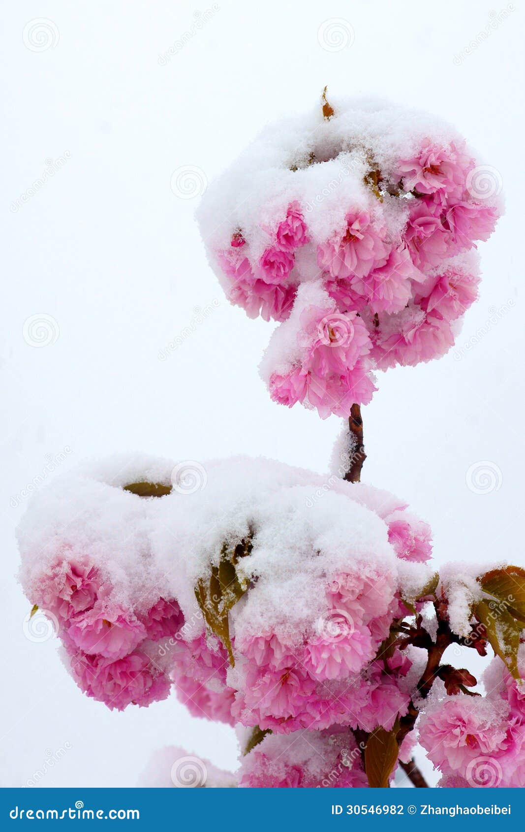 Flower and snow stock photo. Image of oriental, flowers - 30546982