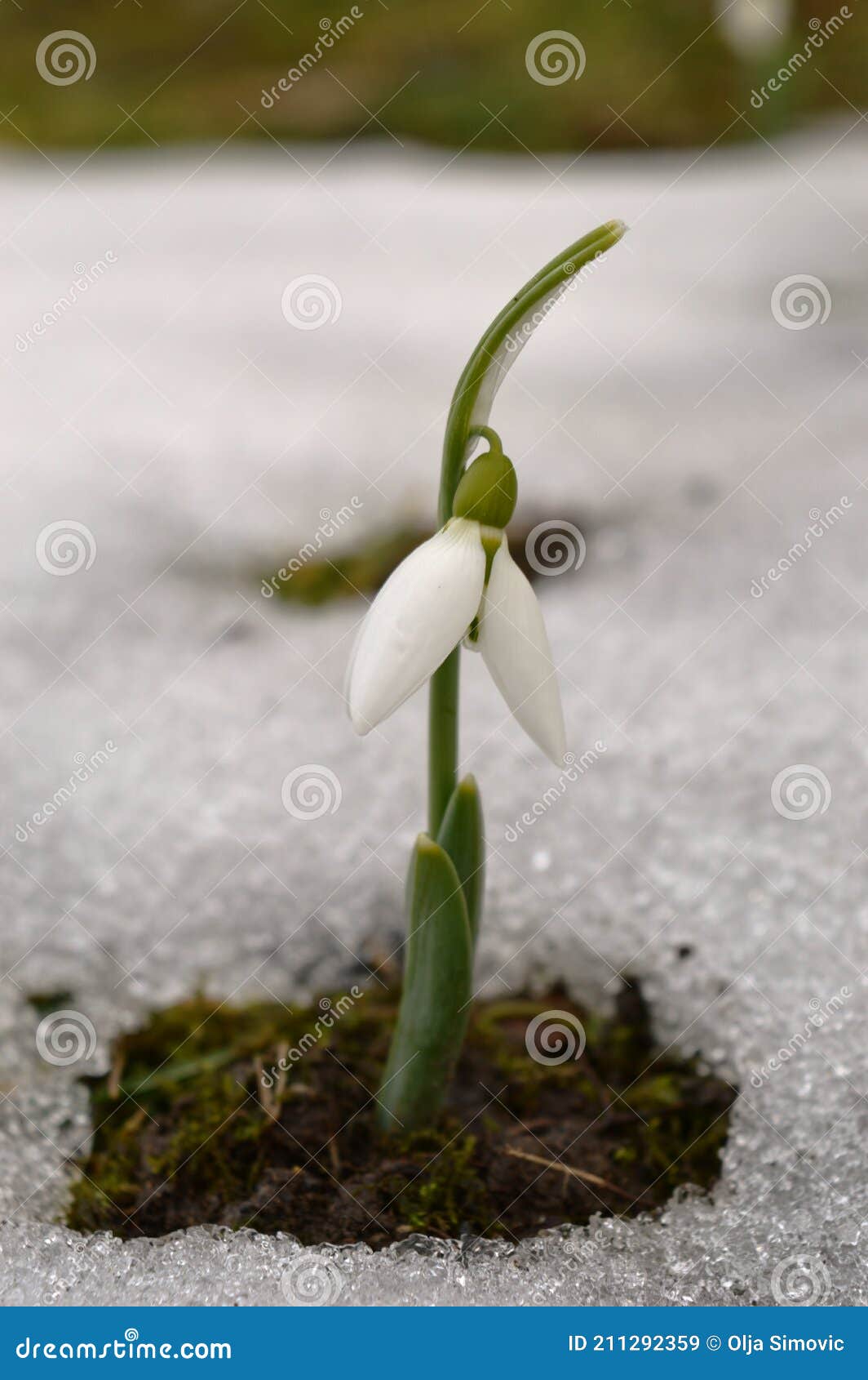 Flower in the snow stock image. Image of leaf, nature - 211292359