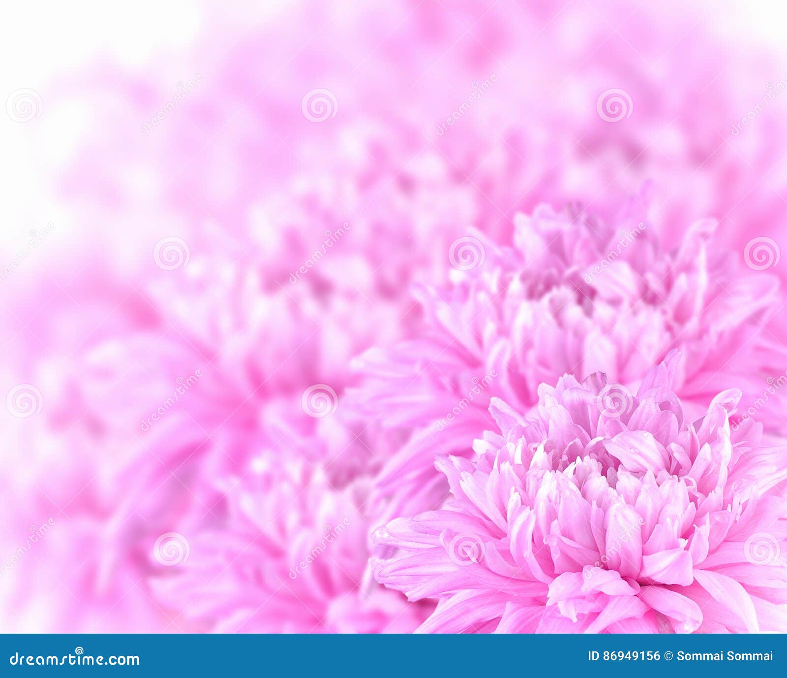 Flower on soft color stock photo. Image of beauty, texture - 86949156