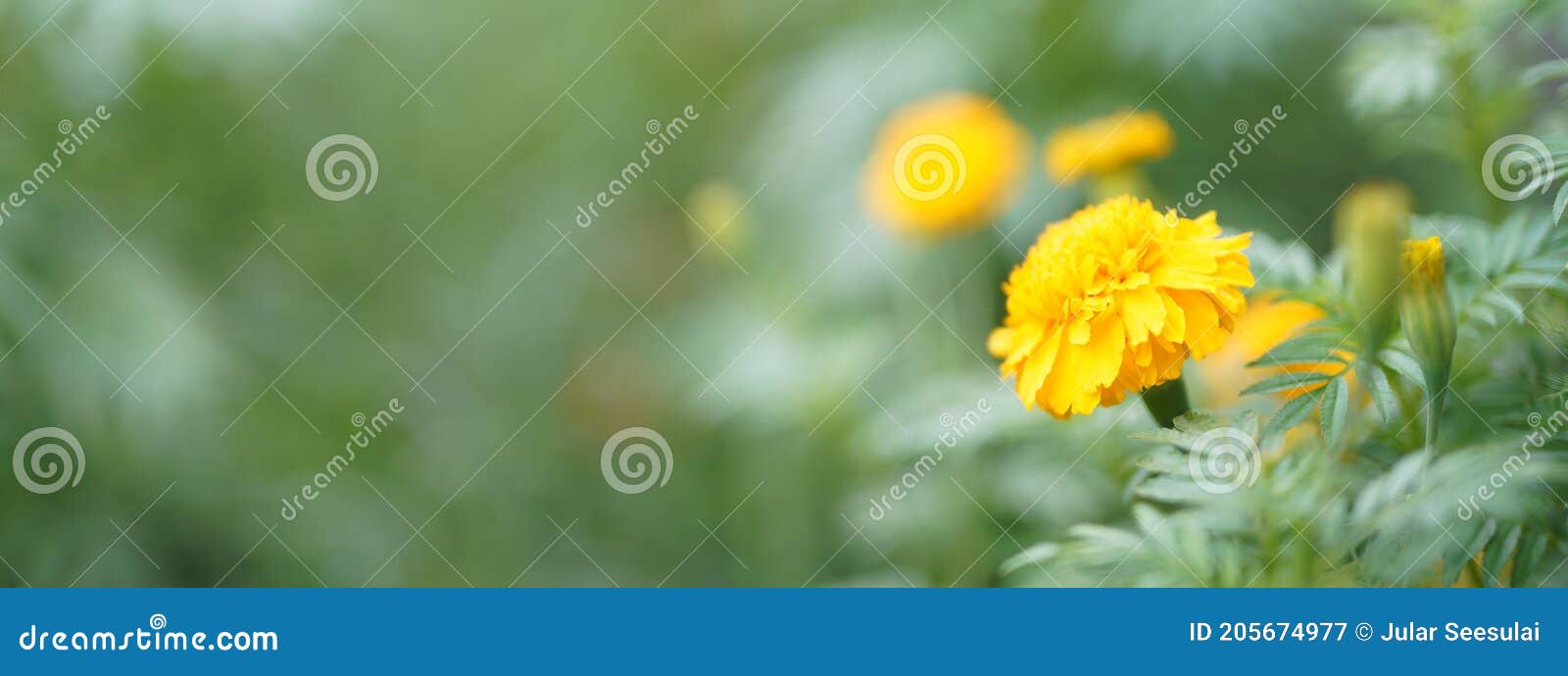 Flower Soft Focus with Some Sharp and Natural Blurred Background. Stock ...