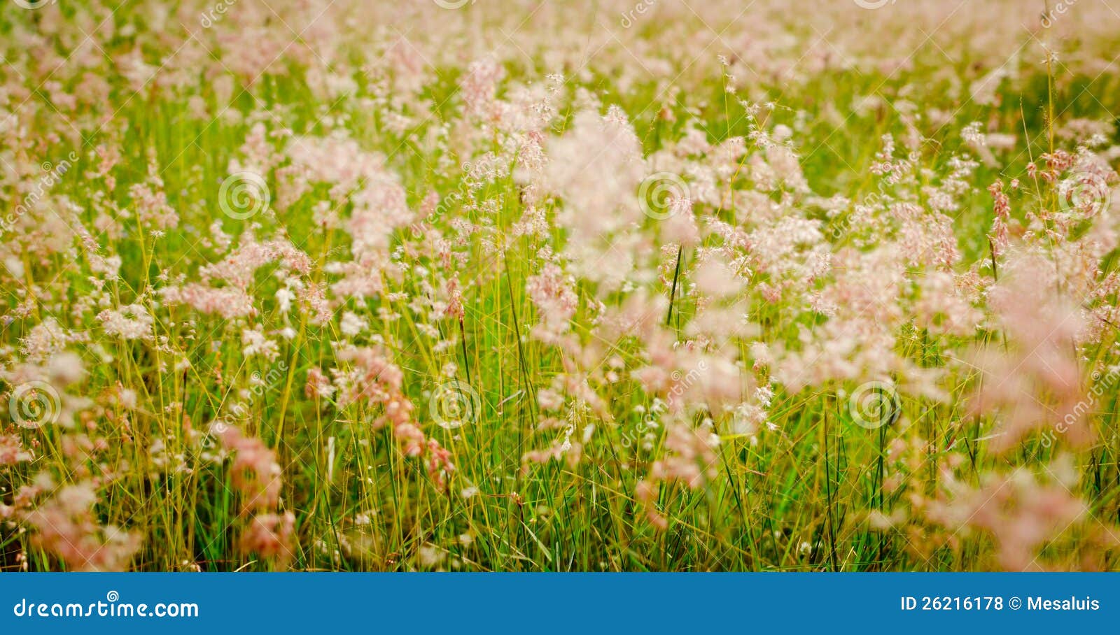 Flower soft grass stock photo. Image of detail, grassland - 26216178