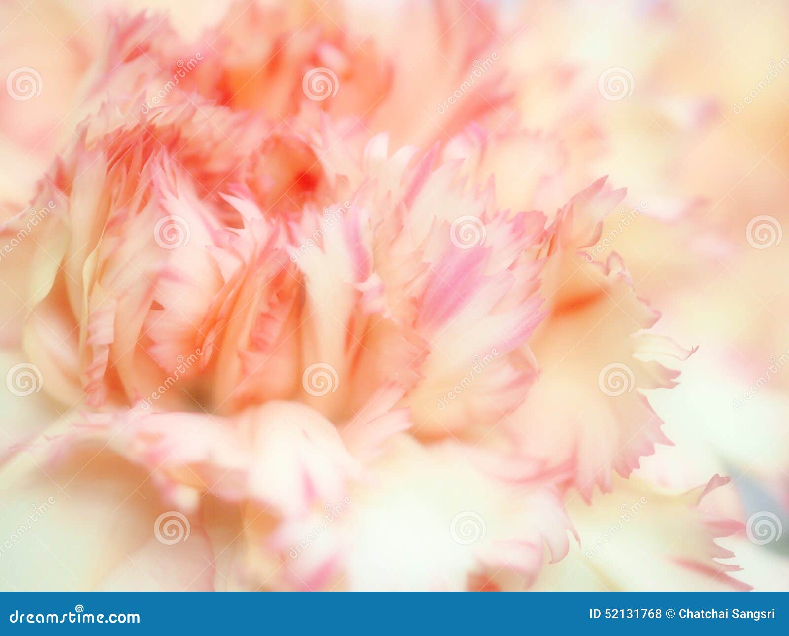 Flower on soft light stock photo. Image of soft, flower - 52131768