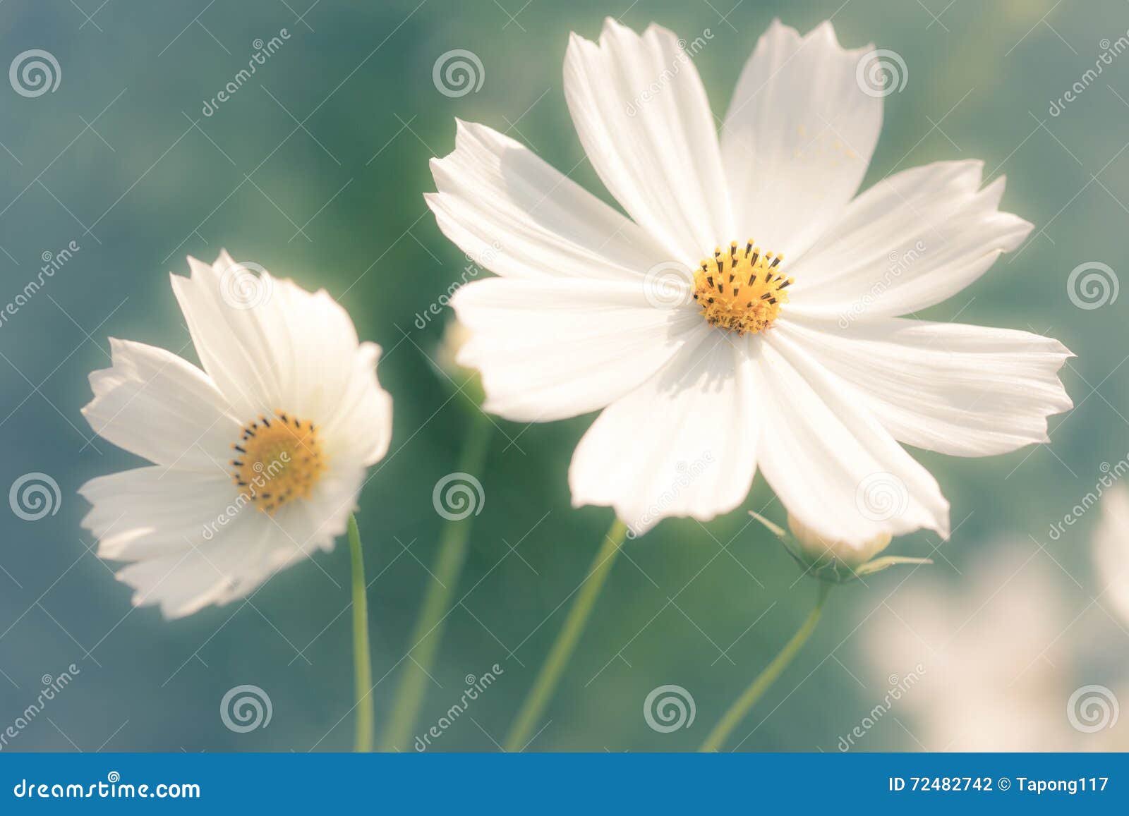 Flower on Soft Pastel Color Stock Photo - Image of love, gold: 72482742