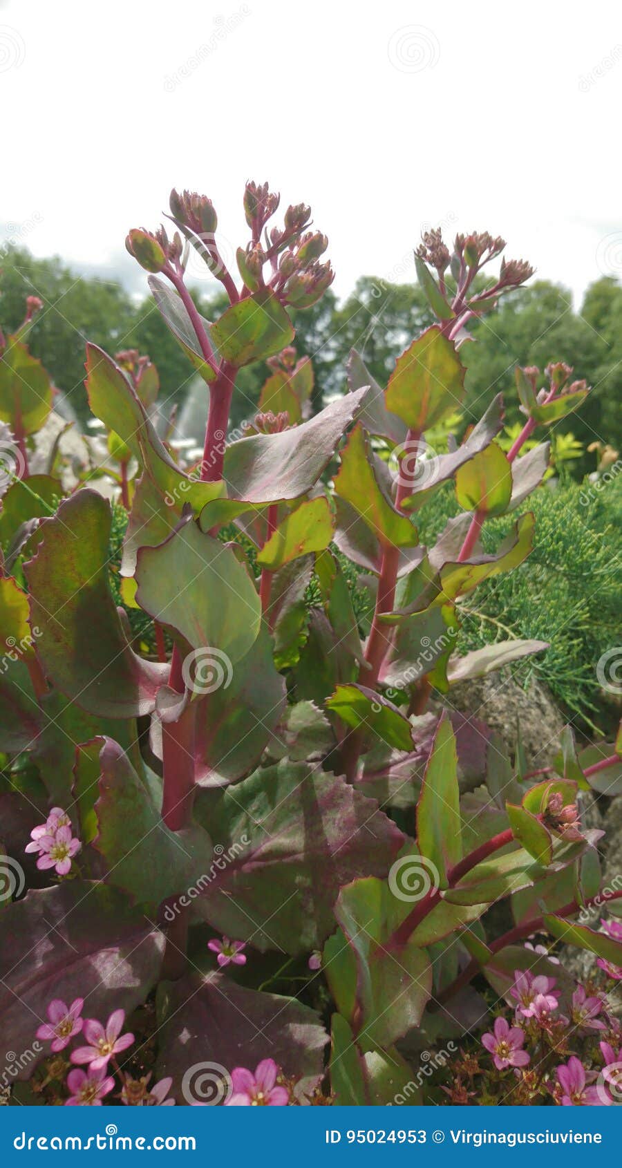 Flower with Solid Leaves in the Park Stock Image - Image of plant, pine ...