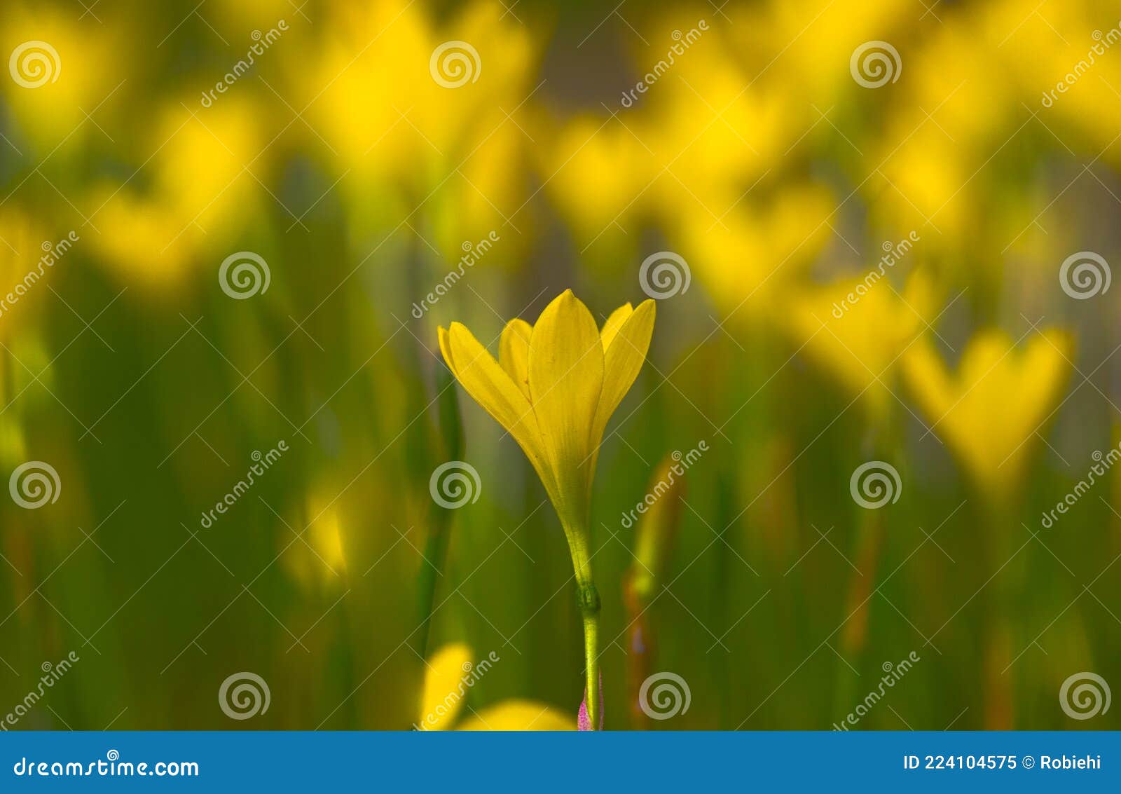 Yello Bell Flowers Shining in the Natural Light with a Nice Soft Blurry ...