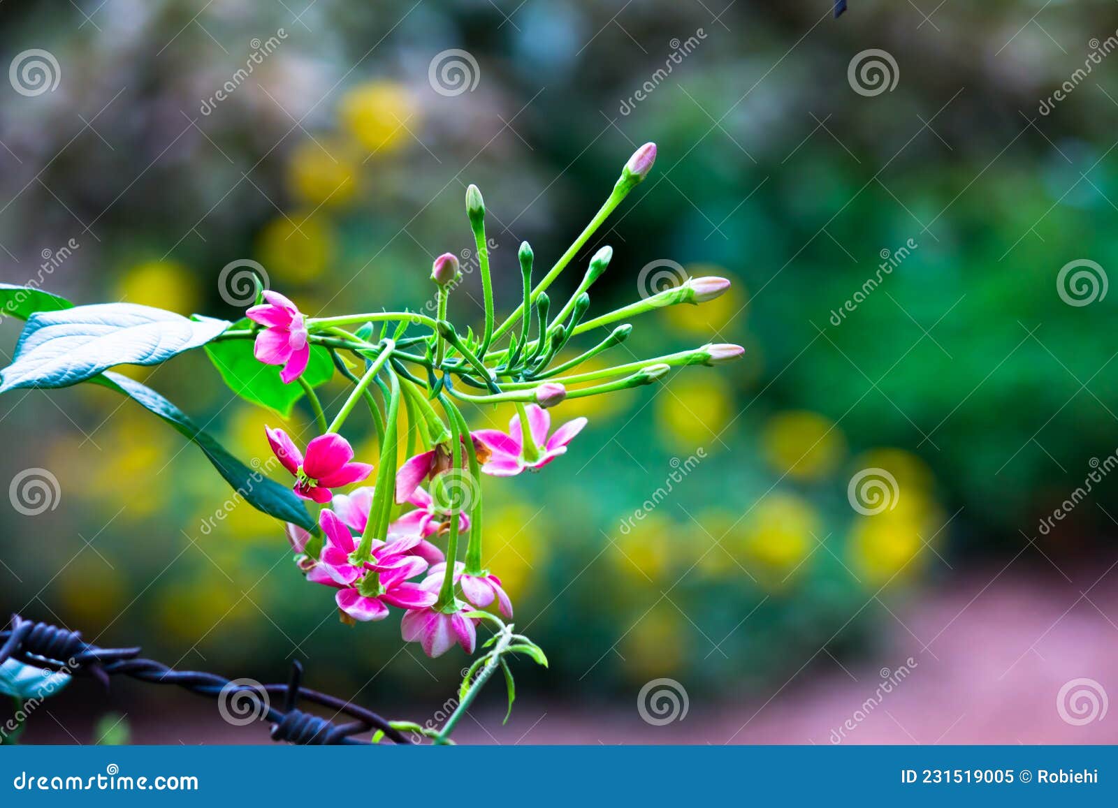 Flower in Full Bloom in the Garden on a Bright Sunny Day Stock Image ...